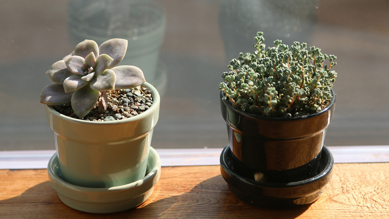 Mini Pot Gardens | Living Color Garden Center