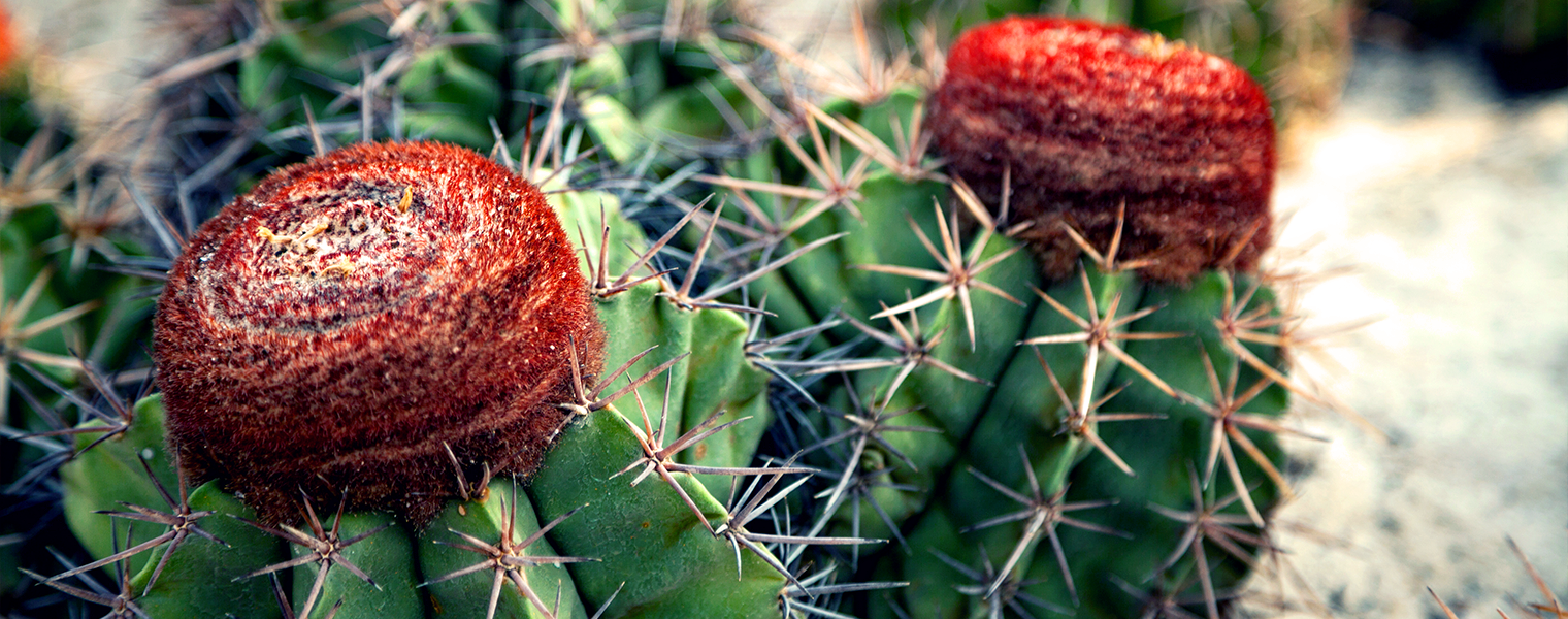 6 Colorful Cacti For Indoors And Out